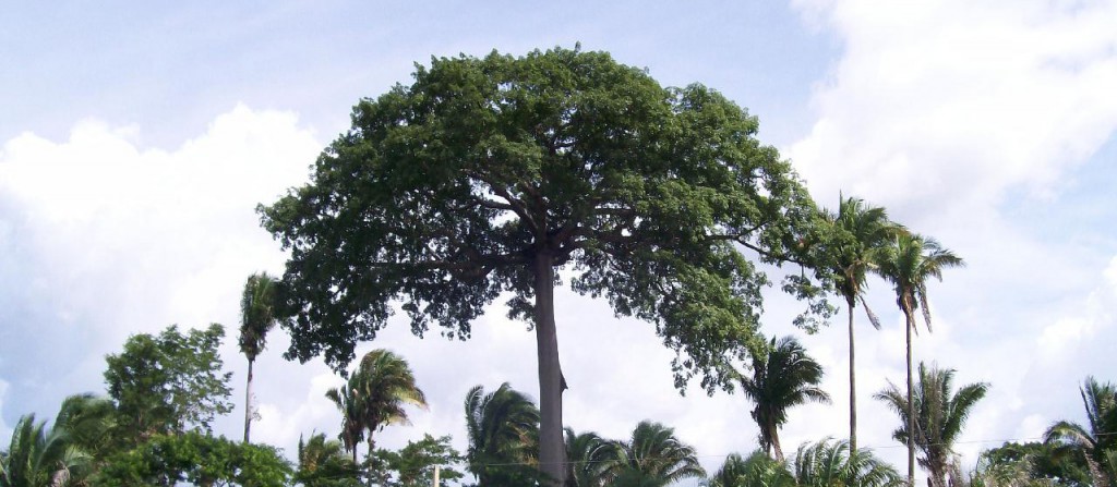 Madeira Angelim-Pedra - Pará Móveis